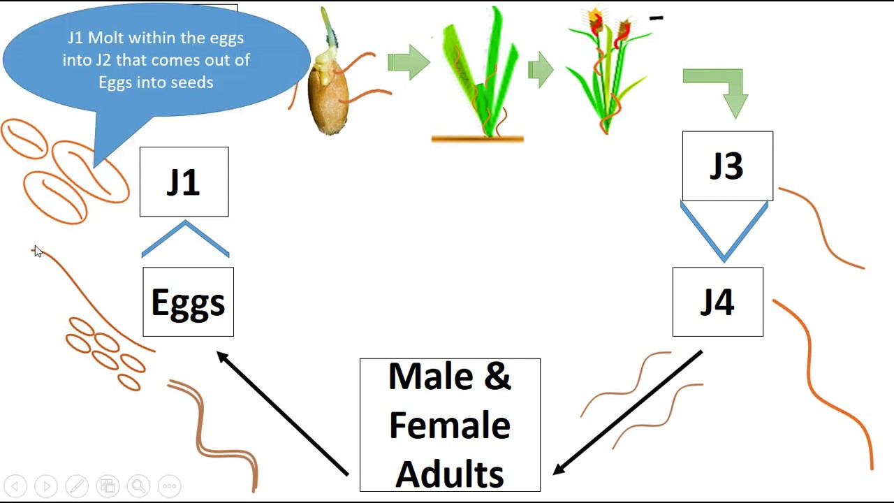 Diseases of Field Crops (2nd Lecture) Ear Cockle of Wheat - YouTube
