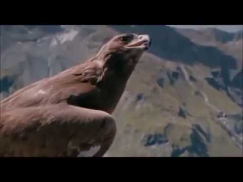 Göylərin böyük ovçuları Qartallar