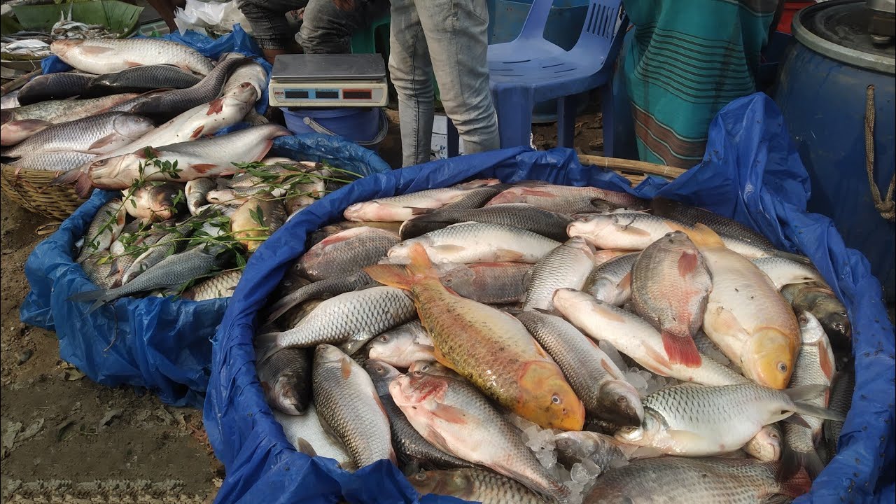 Biggest Fish Market || Meradia Fish Bazer Dhaka City || Bangladesh ...