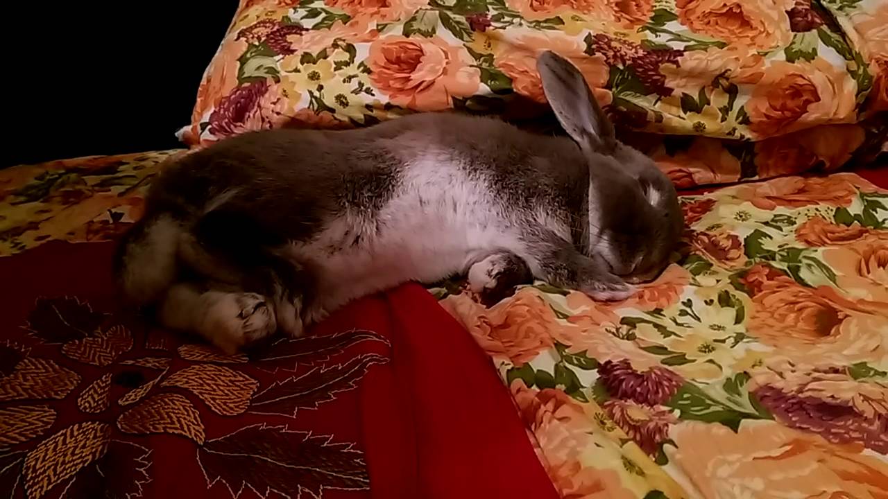 Sleeping bunny - dead bunny flop - YouTube