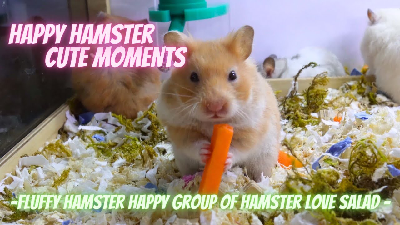 My happy syrian bear hamster group enjoyable eating dinner with mix ...