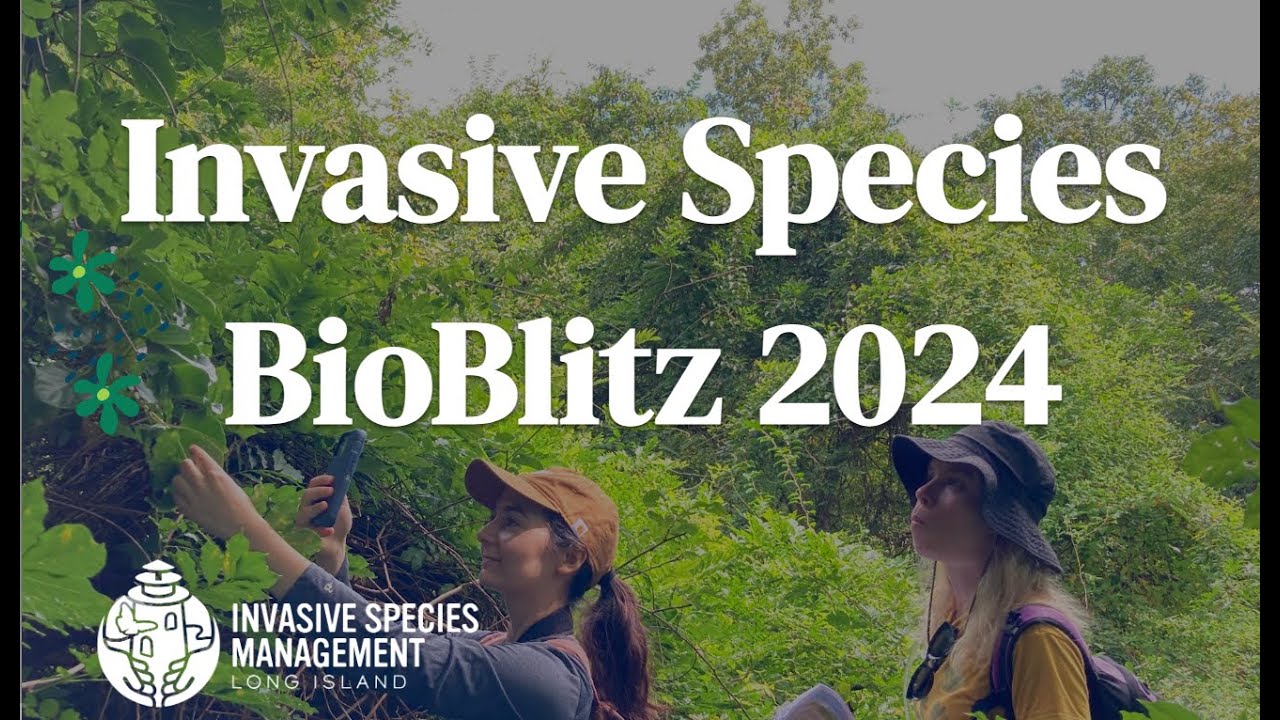 Invasive Species Bioblitz 2024 - YouTube