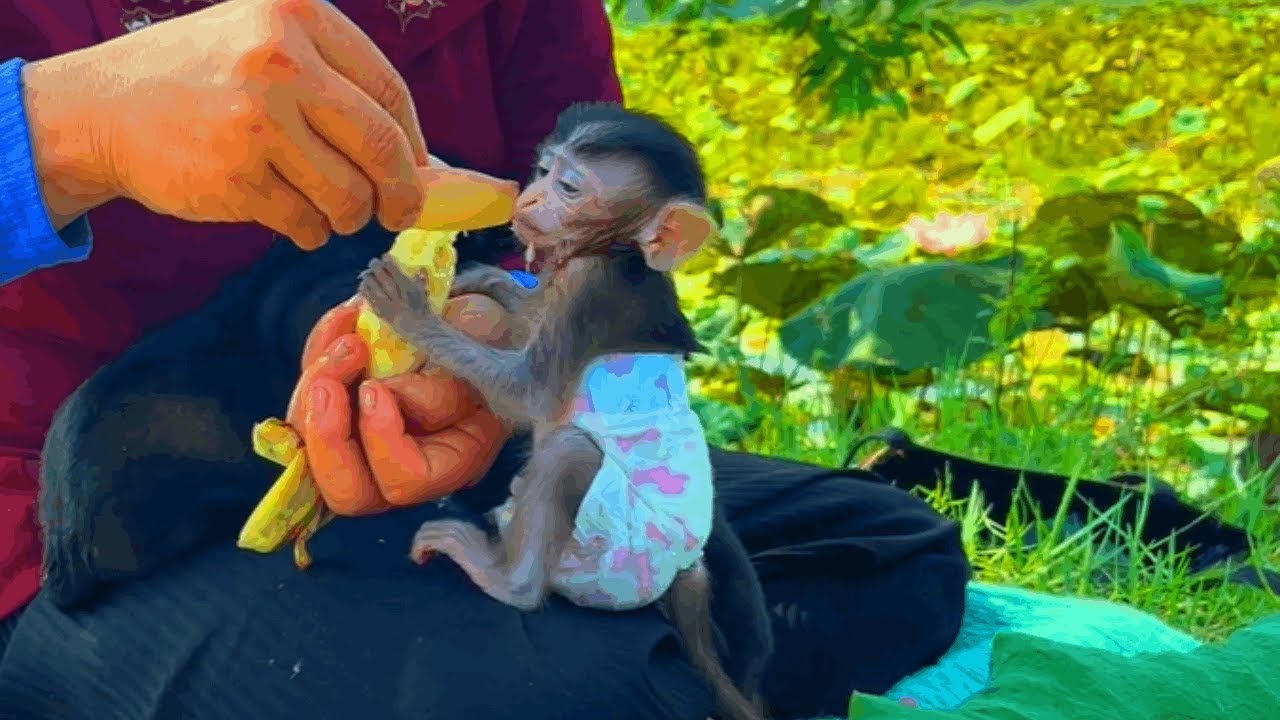 Monkey Mey Lee enjoying outside beside the river. - YouTube