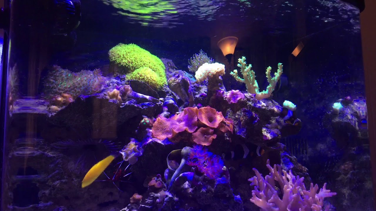 Hints and tips along with Update on Hipargero LED $60 LED on Biocube ...