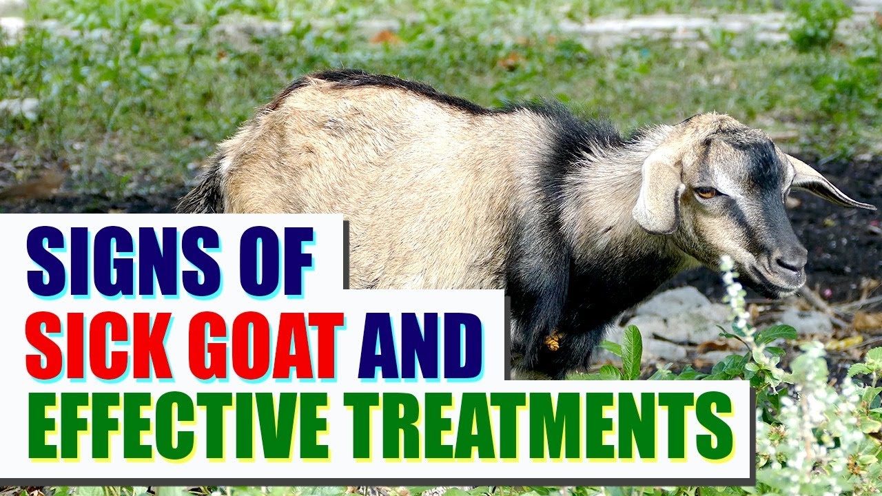 What are the signs of a sick goat? How to treat it | #goatmeet #aqai # ...