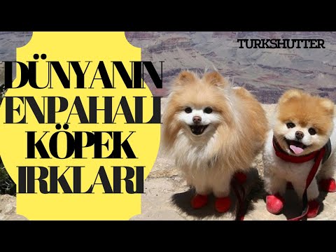 Dünya'nın En Pahalı köpek Irkları | #EnPahalıKöpekIrkları #Köpek #Dog
