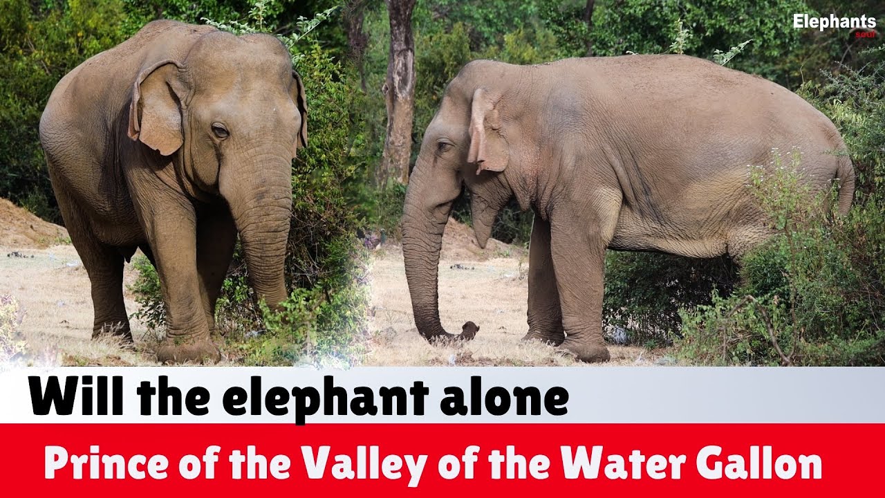 Unleashing The Power Of The Water Gallon Elephant Soul: Meet The Prince ...