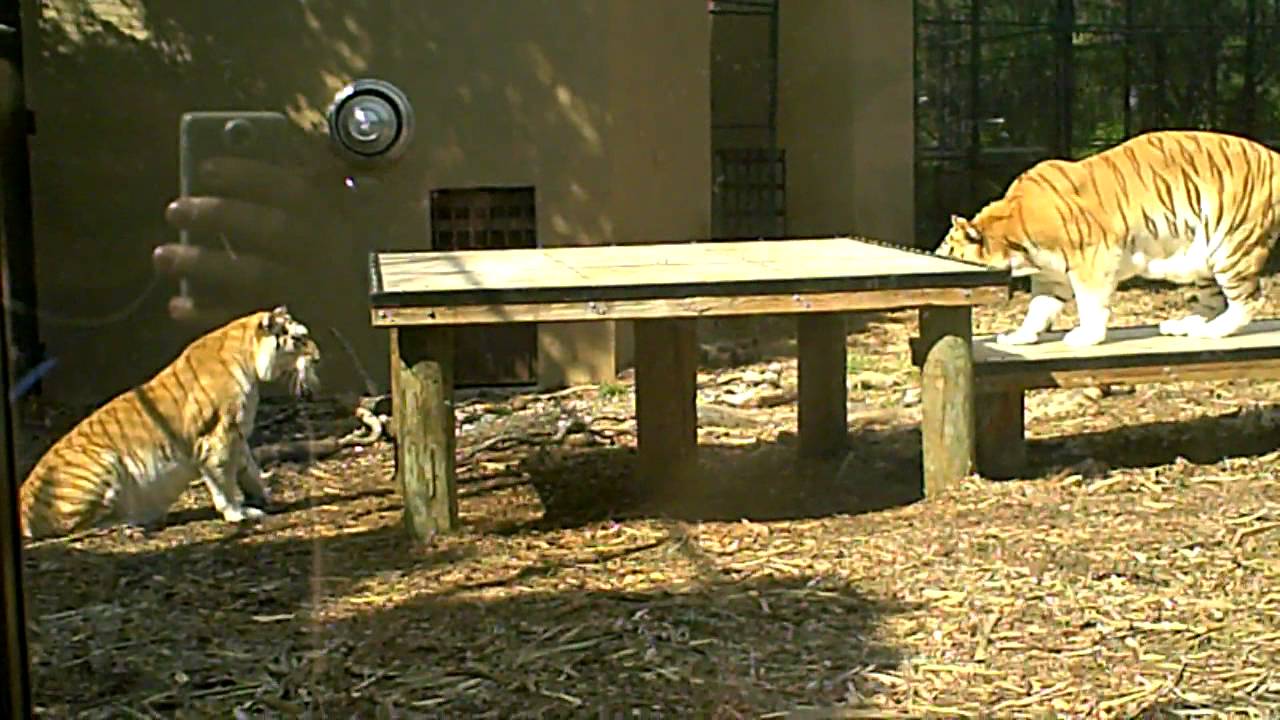 Tigers and ligers fighting at Jungle Island in Miami on 3-30-12.AVI ...