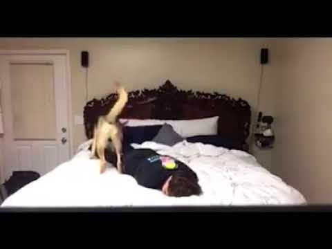 Kalp krizi geçiren adama köpek yardım ediyor.