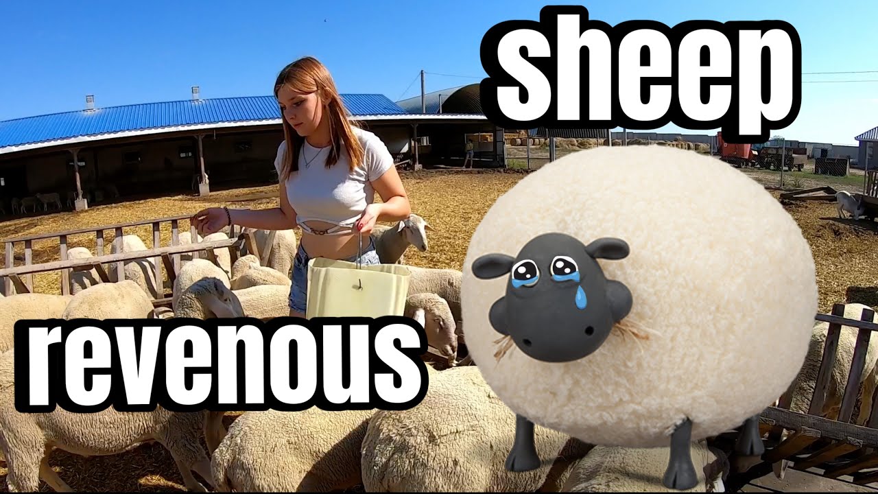 CHAOS ON THE FARM!! Feeding Time Frenzy with UNRULY SHEEP!!! - YouTube