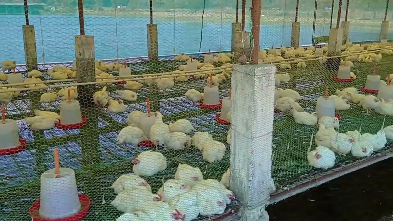 Integrated Chicken-Fish Farming Demo - YouTube