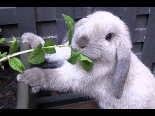 Cute Mini Lop Rabbits