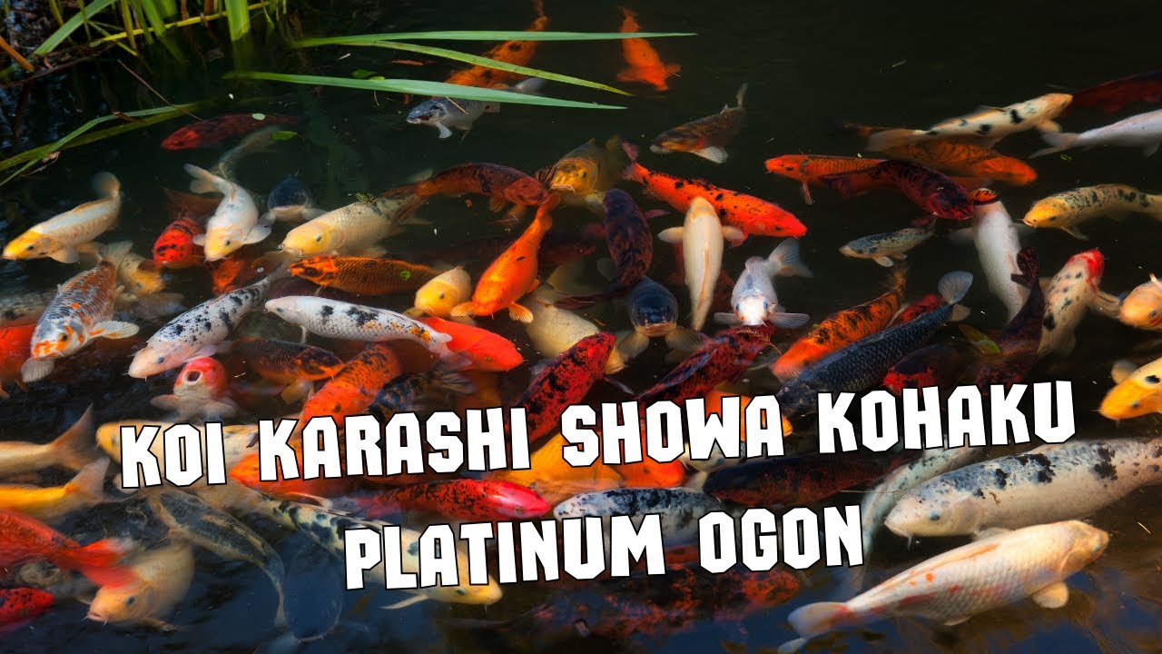KOI KARASHI SHOWA KOHAKU PLATINUM OGON FROG TURTLE MOLLY FISH RANCHU ...