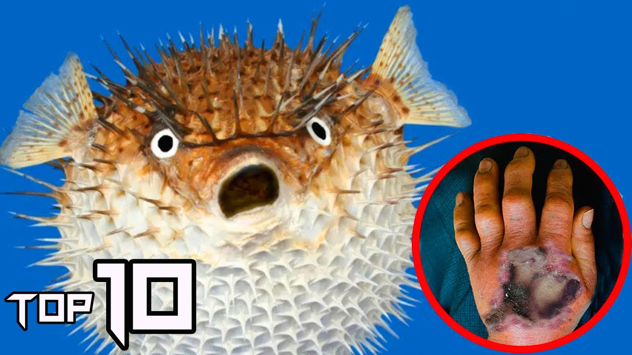 10 Most VENOMOUS Animals On Earth | Things Around - YouTube