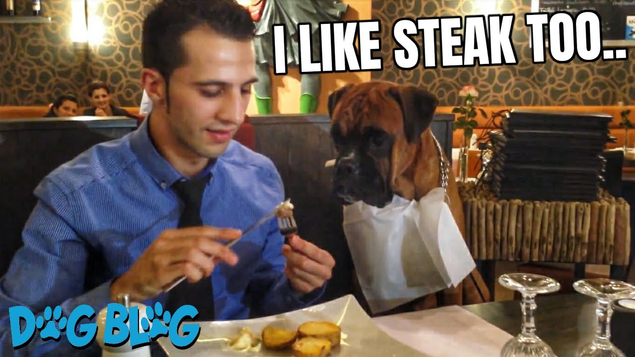 Dog Enjoys a Romantic Steak Dinner with Dad at Fine Dining Restaurant ...