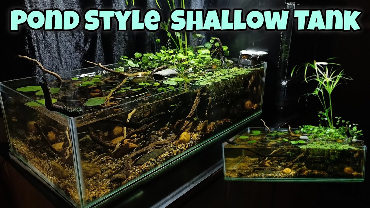 Used an OLD SHALLOW TANK to make a POND STYLE SCAPE! #shallowtank # ...