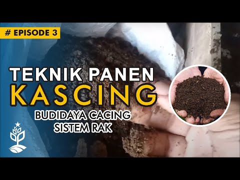 CARA PANEN KASCING DARI BUDIDAYA CACING SISTEM RAK | Episode 3 #fyp ...