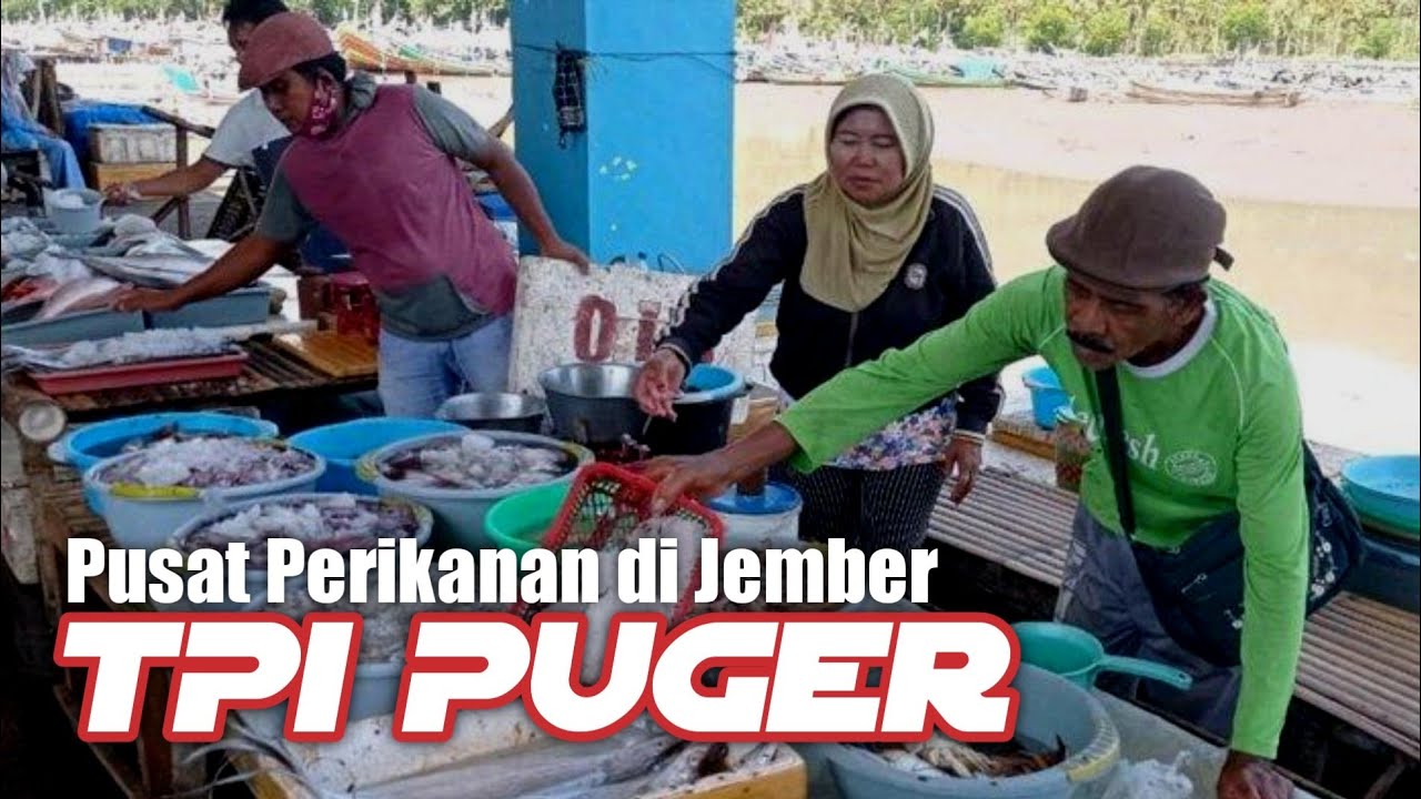 Melihat Suasana TPI Puger, Pusat Ikan segar Jember - YouTube