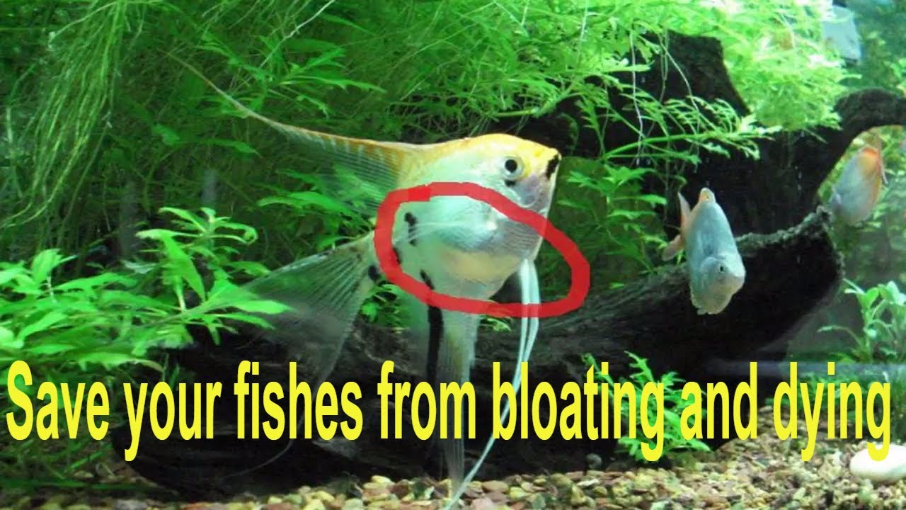 Fish treatment in Hindi for bloating | Osmoregulation | Fish Treatment ...