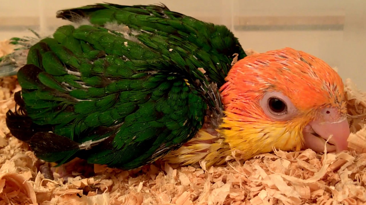 White bellied caique baby boy - YouTube