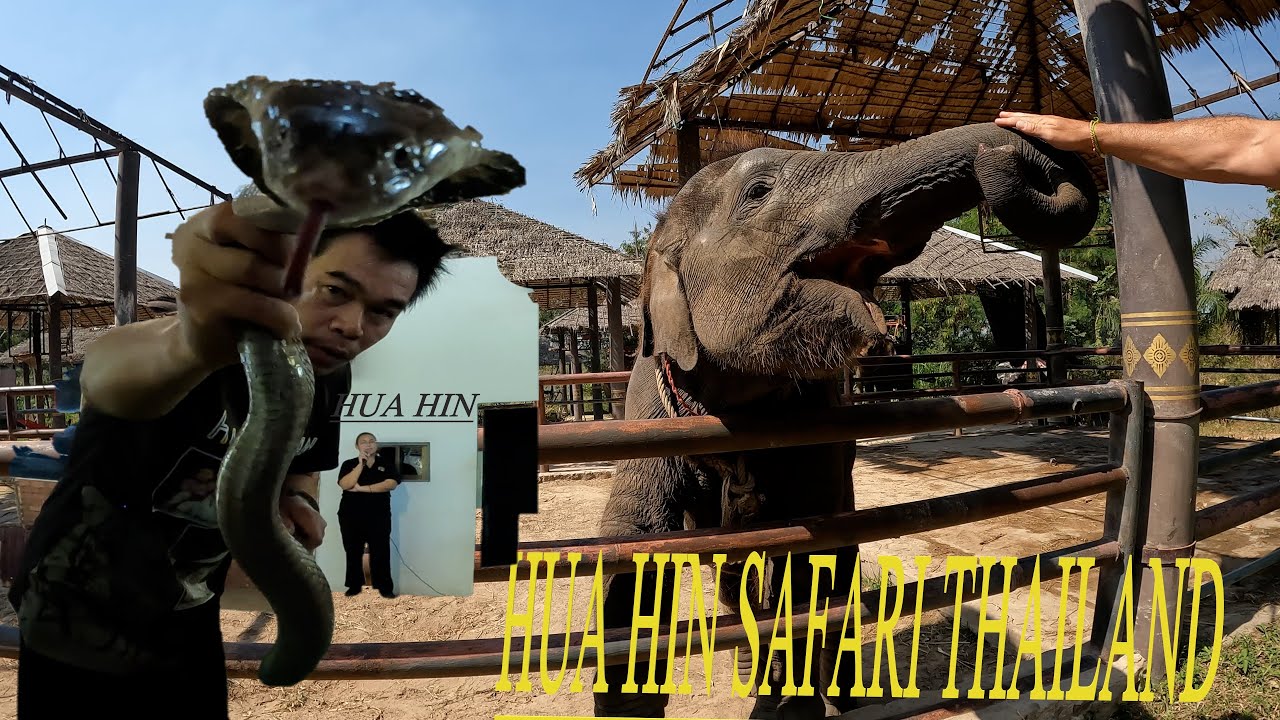 Hua Hin Safari with Full Tiger and Snake Show- Thailand (4k) Well worth ...