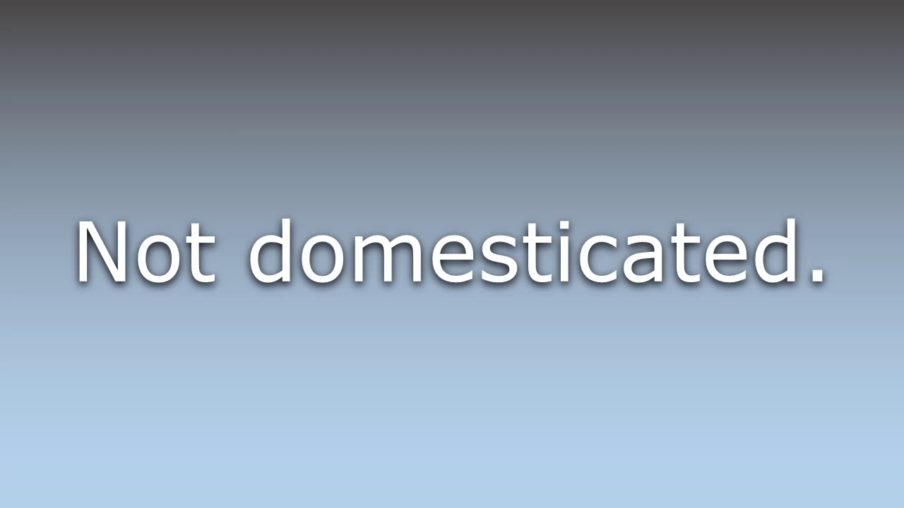 What does Undomesticated mean? - YouTube