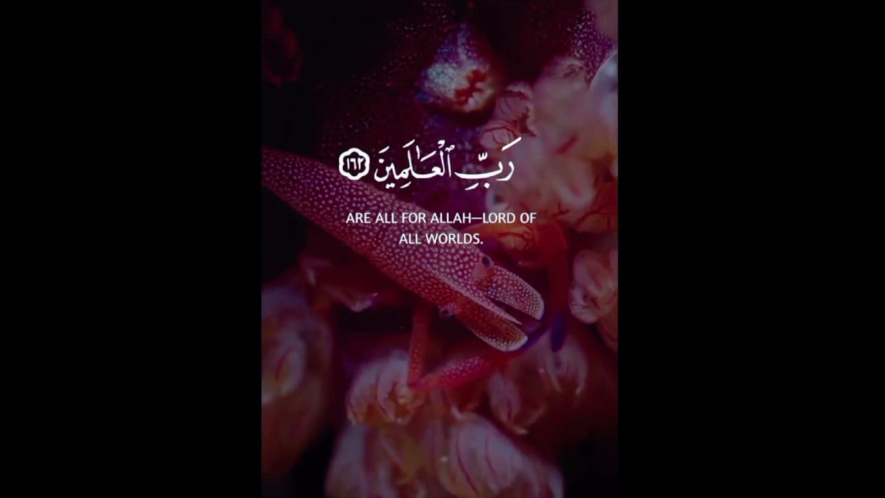 Pashton official search New trending telawat and you tube chanal viral ...