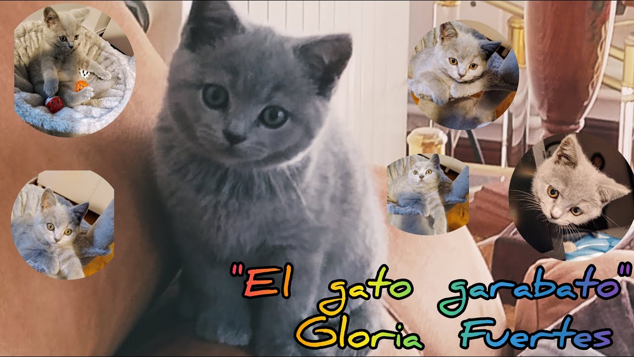 🥰"El gato garabato" de Gloria Fuertes.😽"The Doodle Cat" by Gloria ...