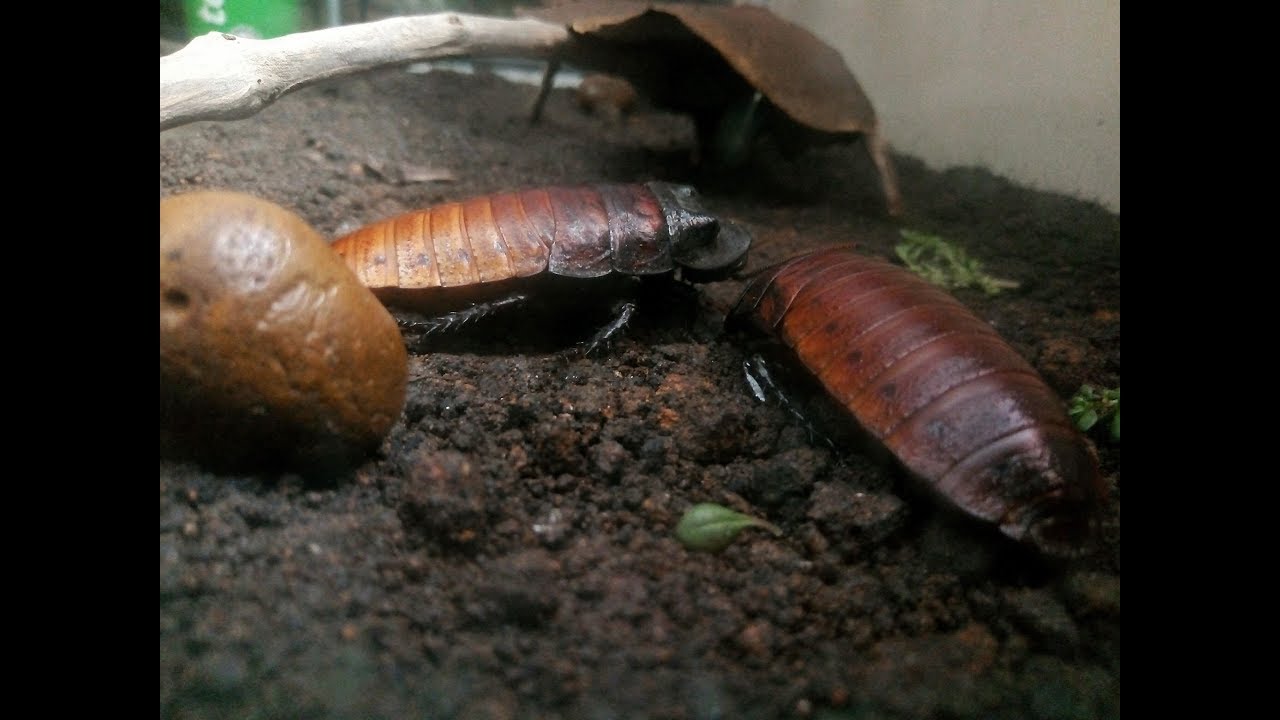 Barata de Madagascar no Terrário. - YouTube