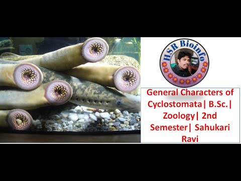 General Characters of Cyclostomata| B.Sc.| Zoology| 2nd Semester ...