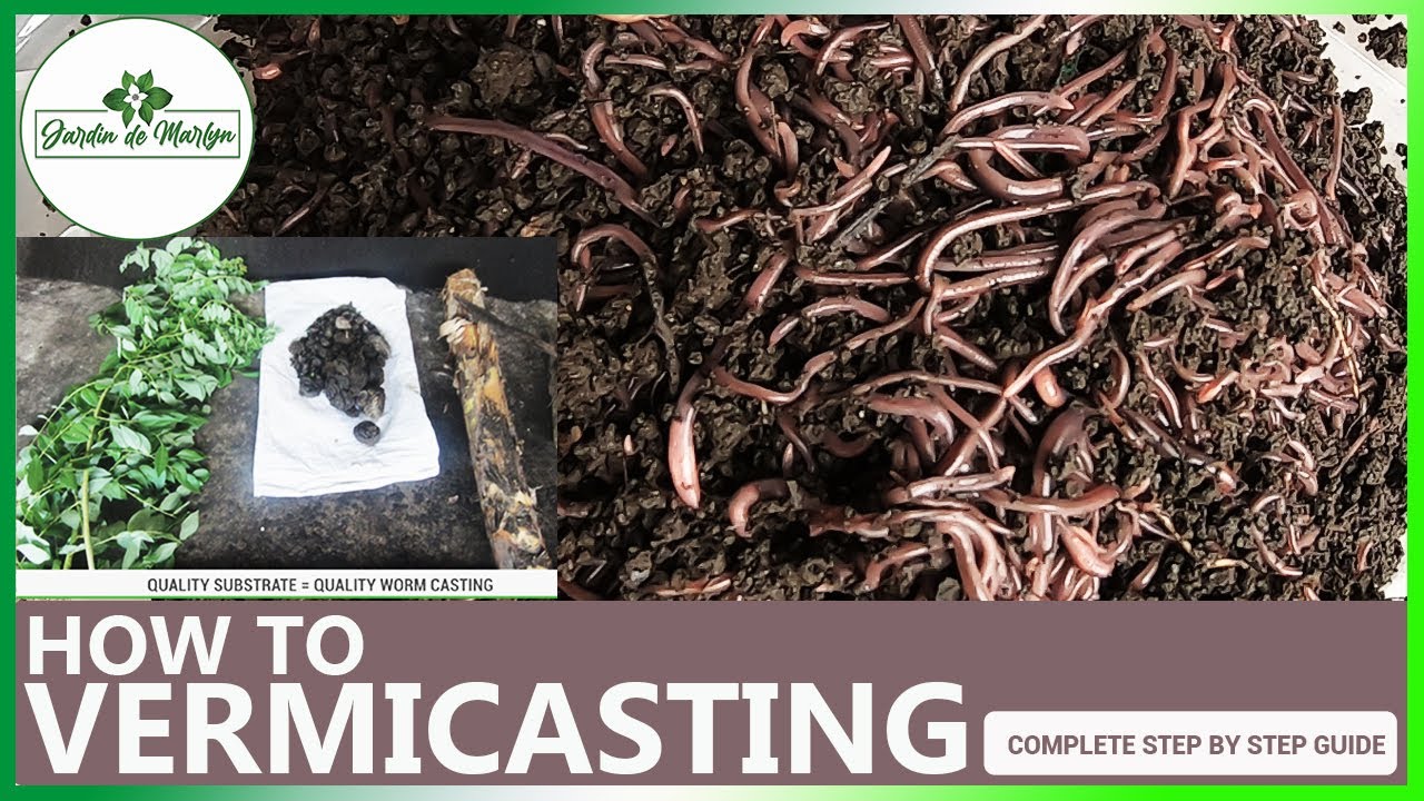 HOW TO MAKE VERMICAST / VERMICASTING [Complete Step by Step Guide ...