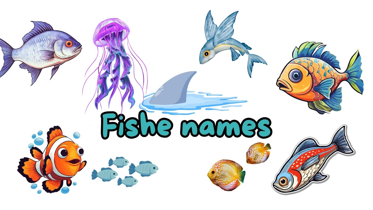 Fish Vocabulary - Pond fishes and Sea fishes - English Today - YouTube