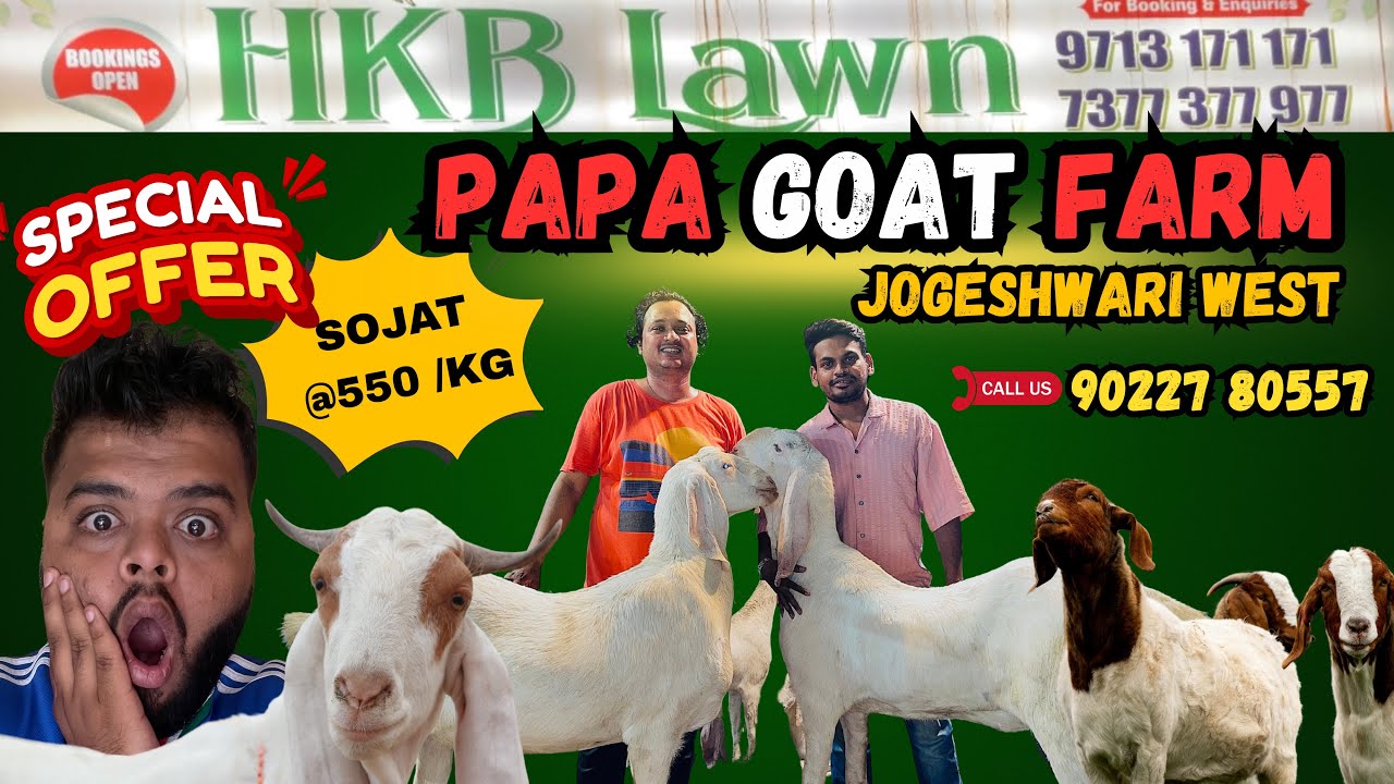 DEONAR se SASTA! Sojat Goats @ ₹550/KG Jogeshwari | PAPA Goat Farm ...