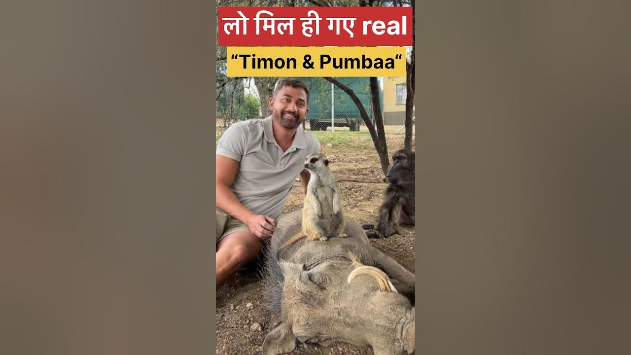 The Real Timon & Pumbaa || Hakuna Matata || Play time of meerkat & warthog #shorts #pumba #timon ...