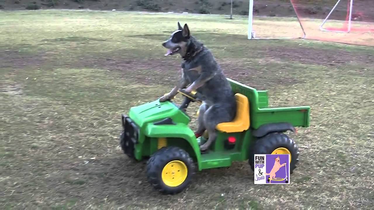 Funny Dog Driving Cart - YouTube