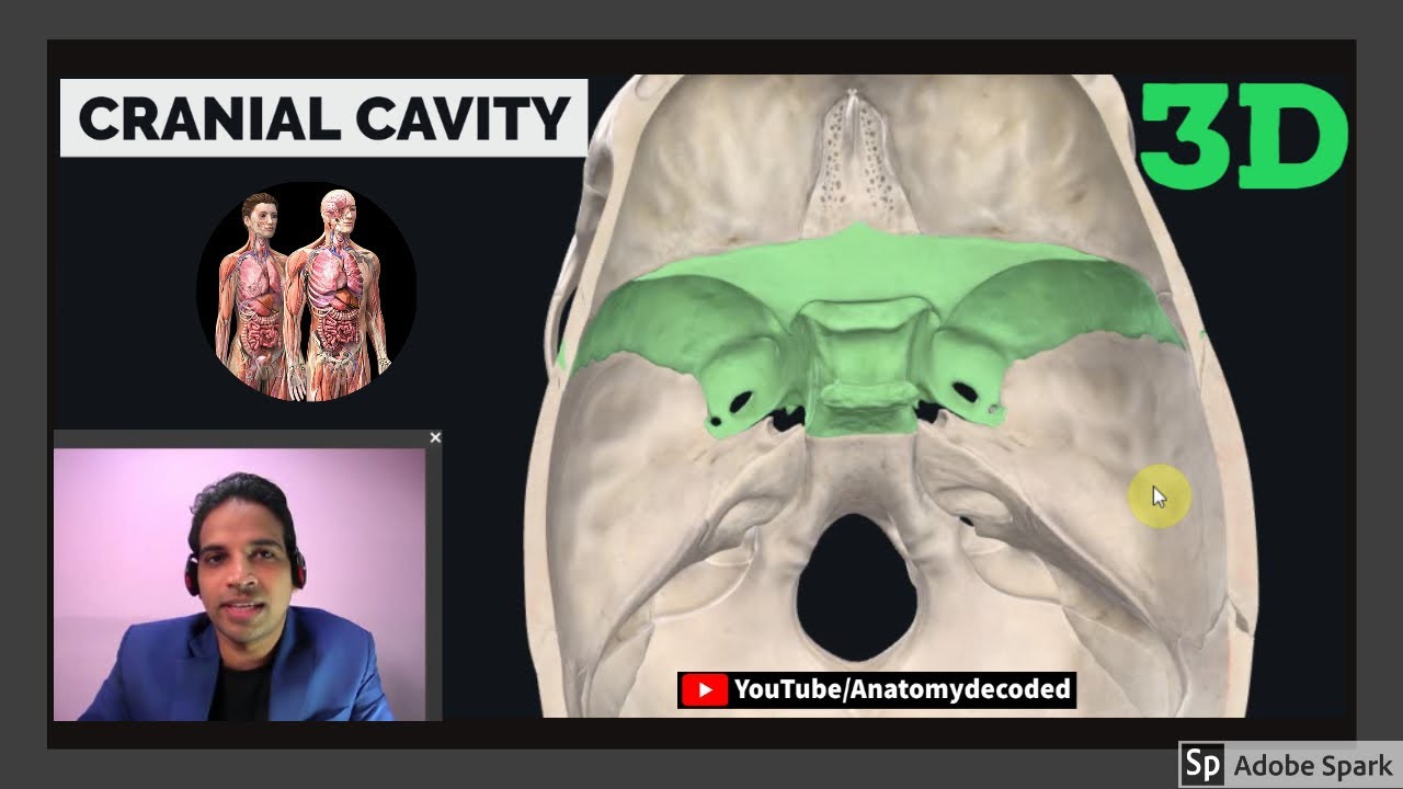 3D Cranial Cavity Anatomy | Cranial fossae | Calvaria | Anatomy ...