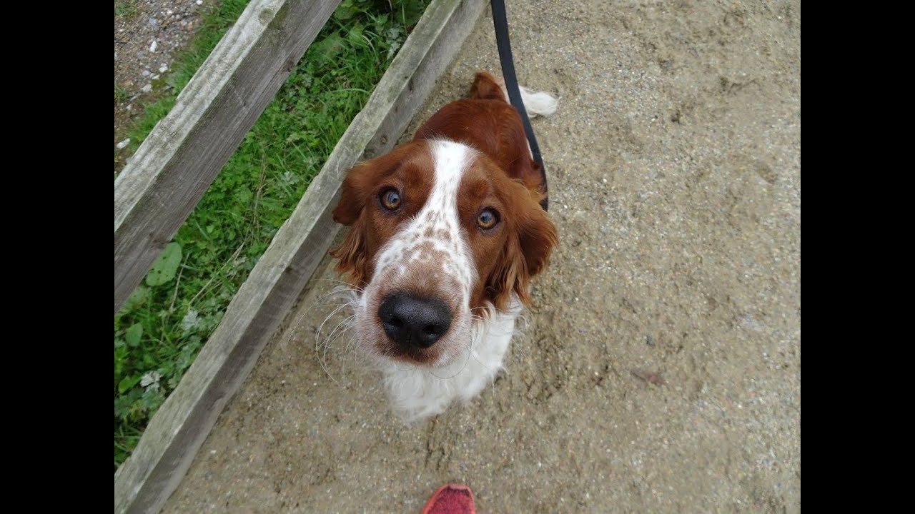 Welsh Springer Spaniel Mix