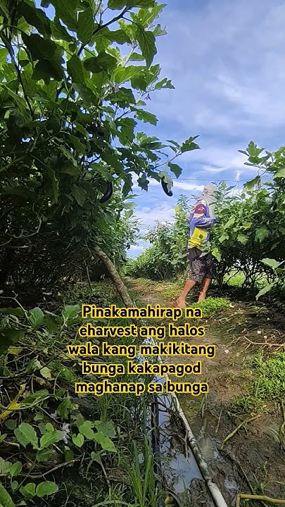 Sempling hanap Buhay sa probensya para sa pamilya #ctto #music #nature #farming #agriculture # ...