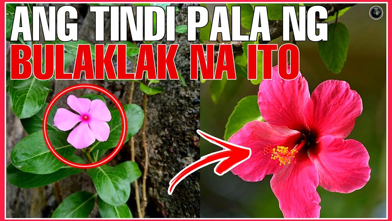 BAKA HINDI MO PA BATID ANG IBA PANG PAKINABANG AT GAMIT NG BULAKLAK NG ...