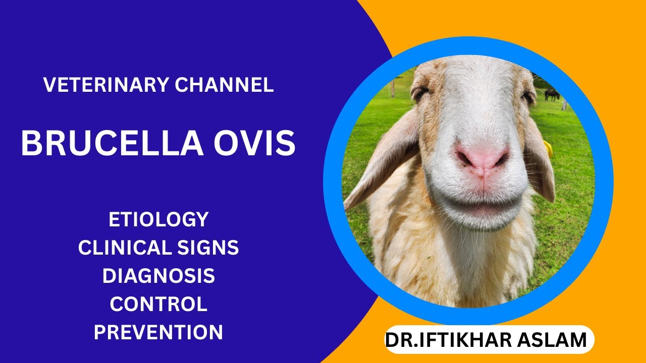 Brucella Ovis Explained: Causes, Symptoms, Diagnosis, and Prevention in ...