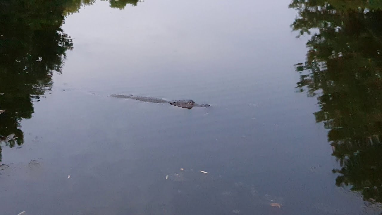 Lake Alice Alligators Florida Alligator Spotted Swimming In Florida