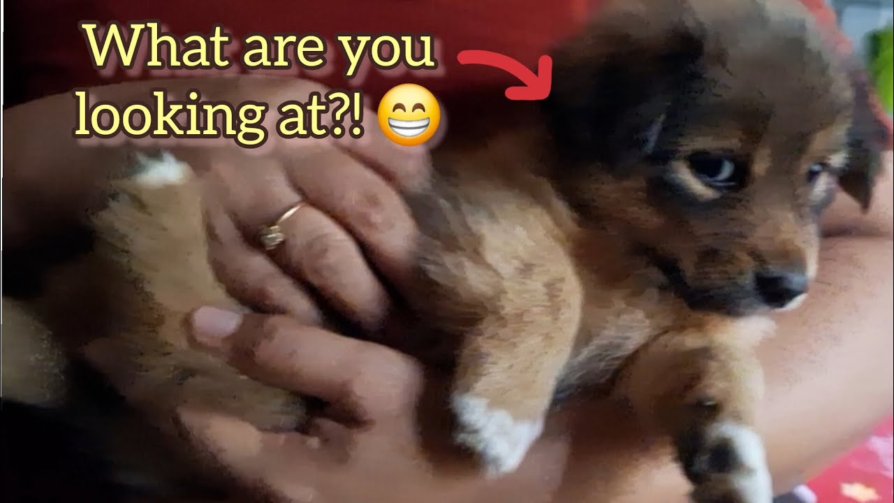 Yung Puppy Mong Ma-attitude! - YouTube