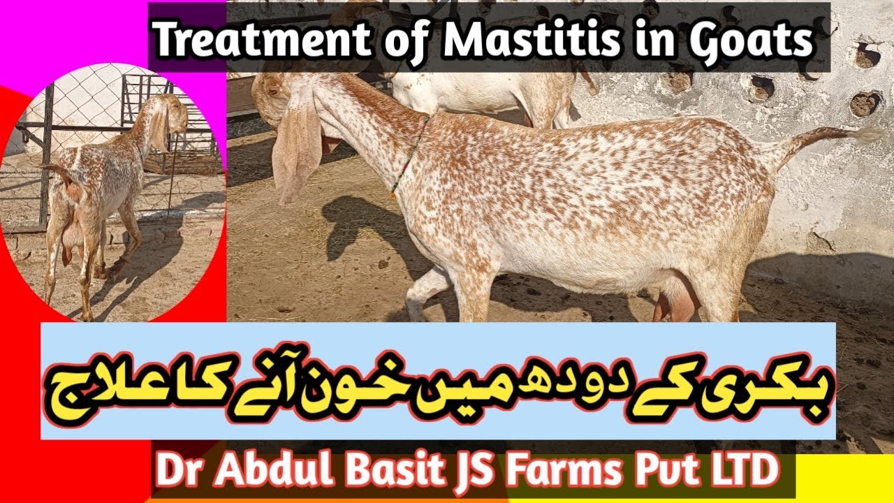 Treatment of Bloody Mastitis in Goats | بکری کے دودھ میں خون آنے کا ...