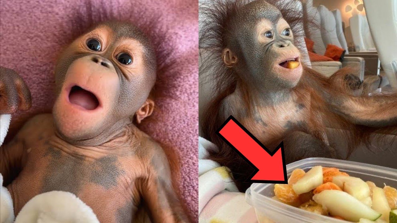 Orphaned Baby Orangutans Kiwi and Sibu Find Love at Monkey World! - YouTube