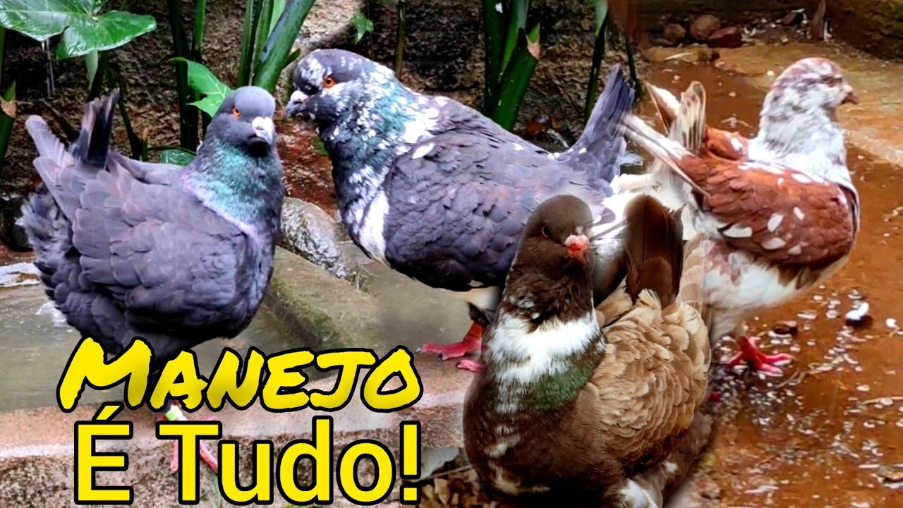 Agora Vai!! Mudei O Sistema De Criar Pombas Pra Melhorar A Fertilidade ...
