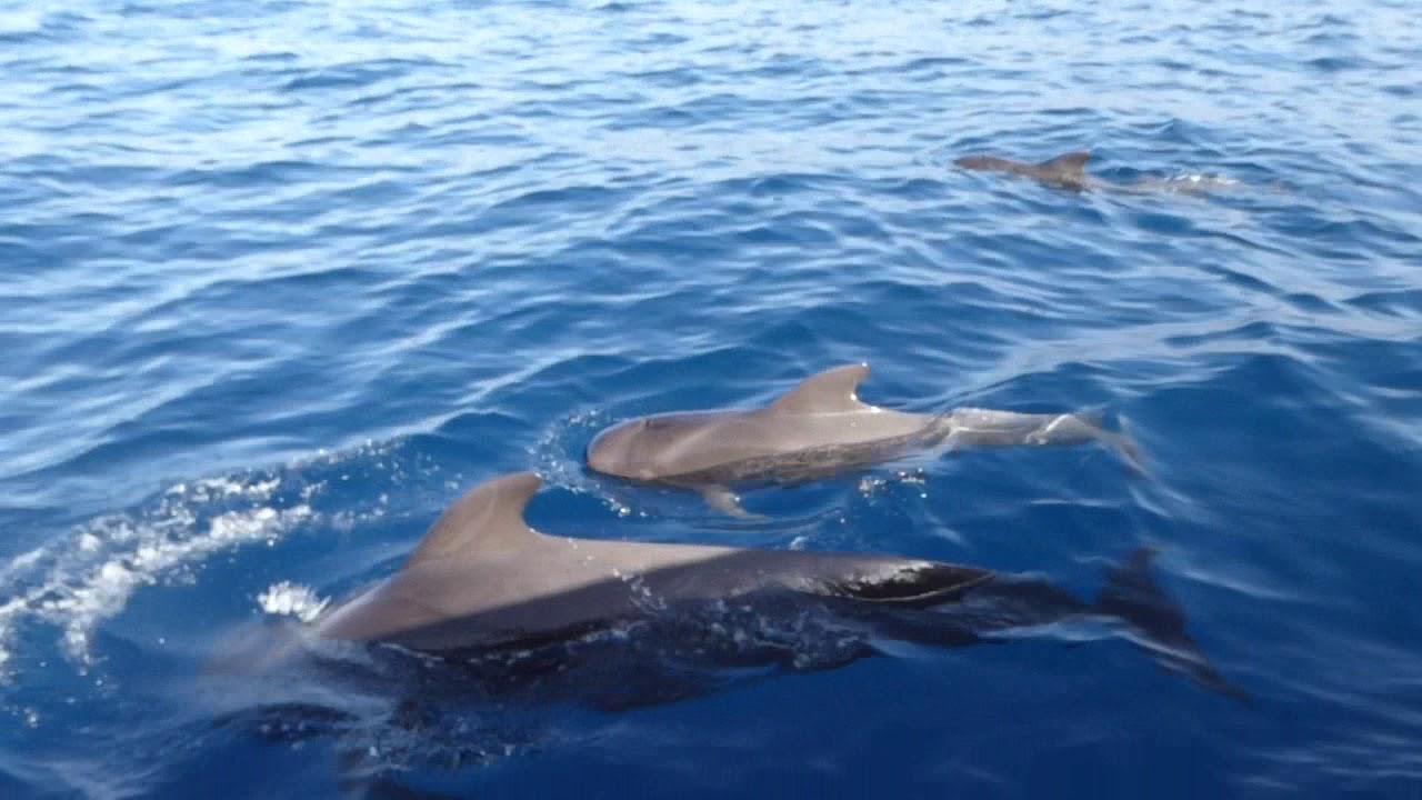 Pilotwale (Kurzflossen-Grindwale) vor Teneriffa (14.12.17) - YouTube