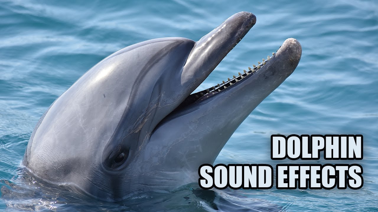 Dolphin Sounds 🐬 Dolphin Sound Effects - YouTube