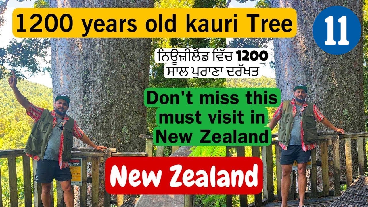 Discovering the 1,200-Year-Old Square Kauri Tree! 🌳| 1,200 ਸਾਲ ਪੁਰਾਣੇ ...