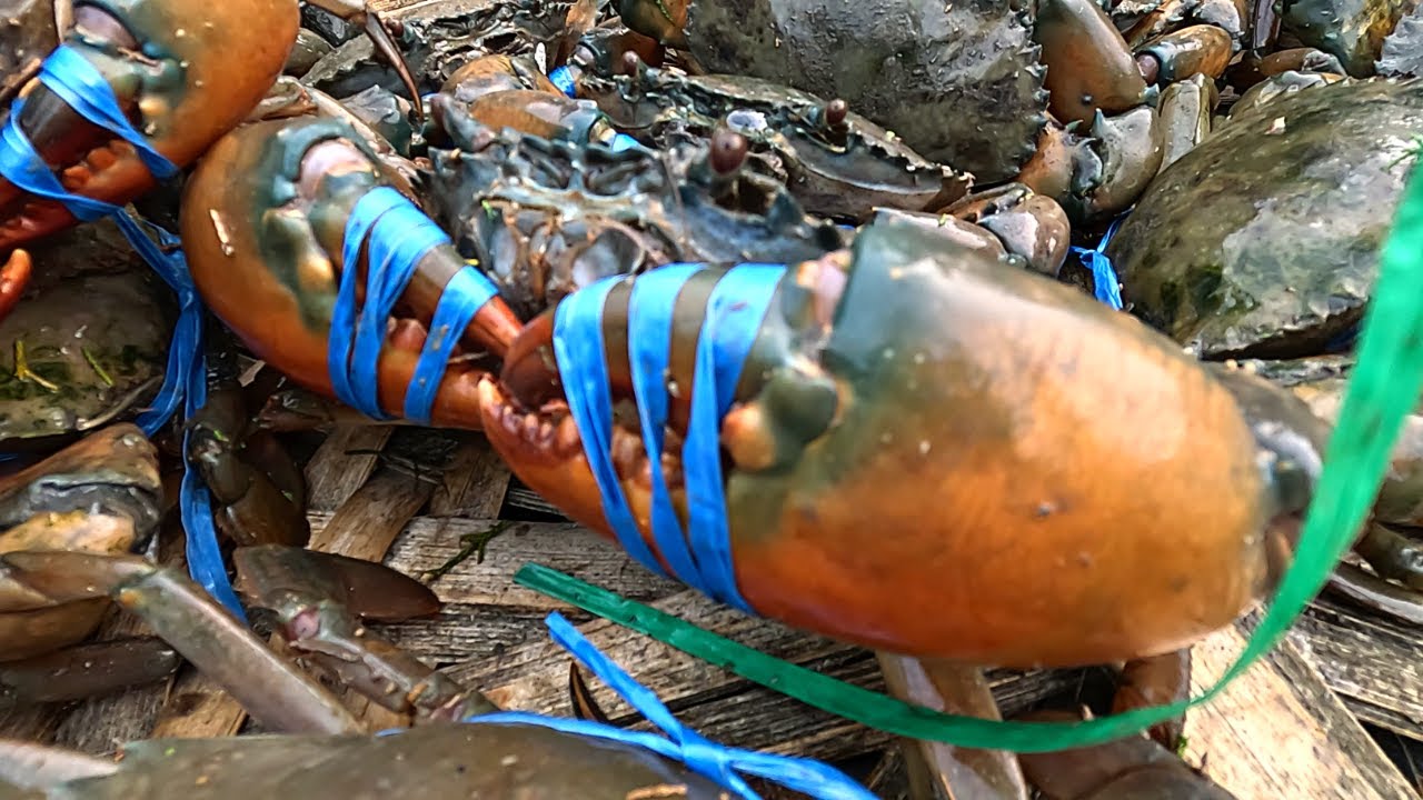 KETAM ! Panen Kepiting Bakau Ukuran Besar - YouTube