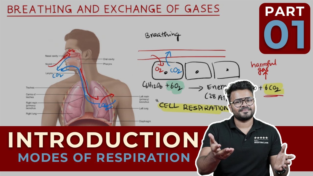 Mastering RESPIRATORY PHYSIOLOGY | BREATHING AND EXCHANGE OF GASES ...